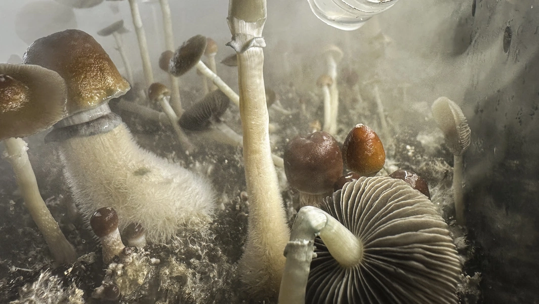 Psilocybin’s potential epigenetic and therapeutic effects