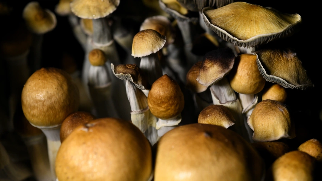 Psilocybin’s potential epigenetic and therapeutic effects