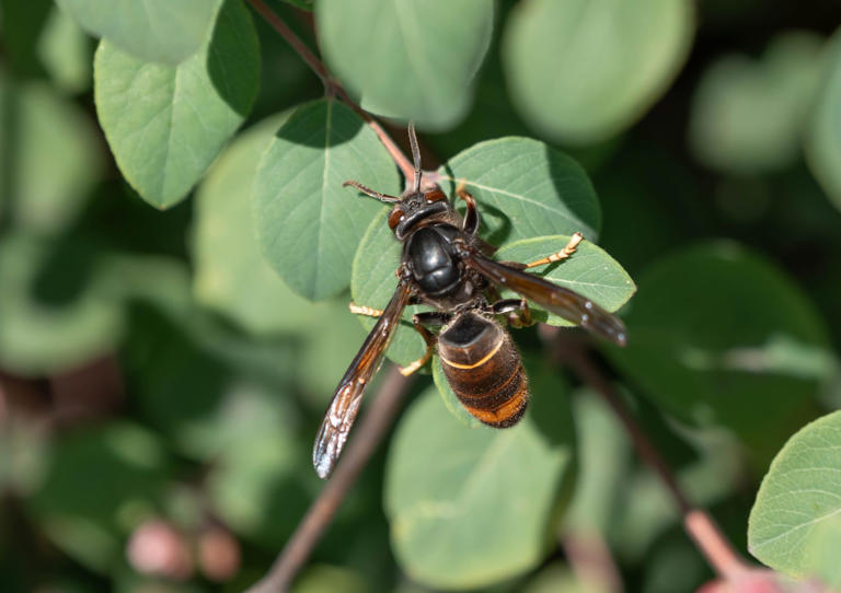 This invasive species has a sting like a red-hot needle that can burn ...