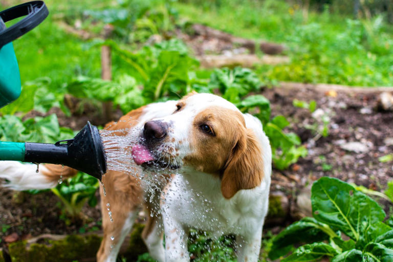 Wet bulb temperature explained: Why it could be dangerous for your dog ...
