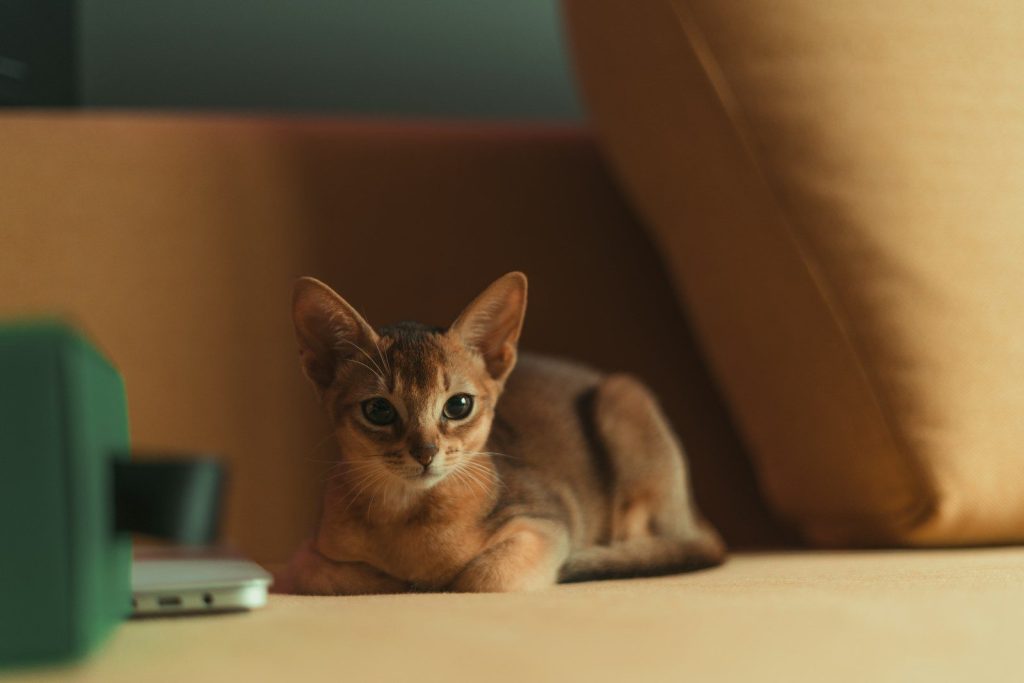The most playful cat breeds for owners who love interactive pets
