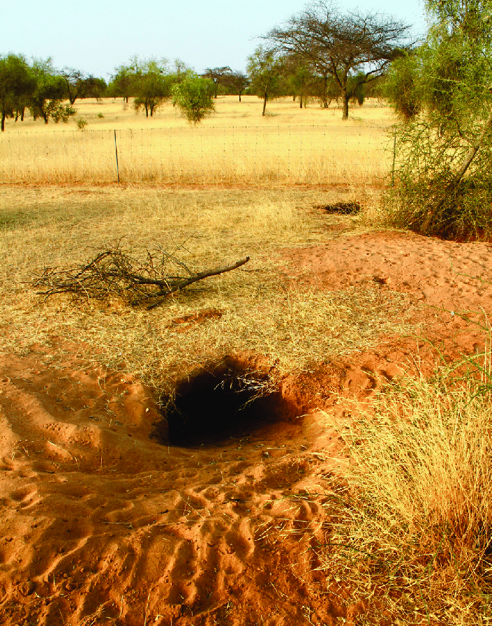 Planting trees could not fix the Sahara’s crust. Then 500 tortoises ...