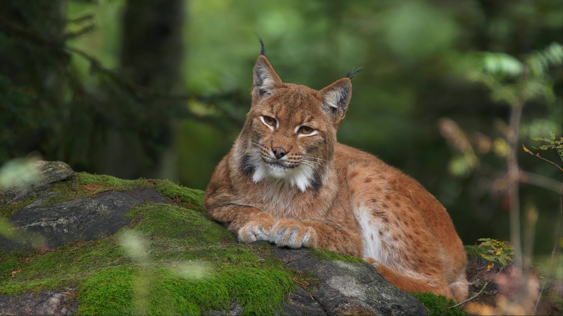 A lynx relaxed while guarding its territory