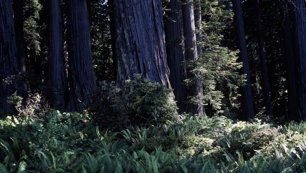 Exploring the tallest and largest trees in the US