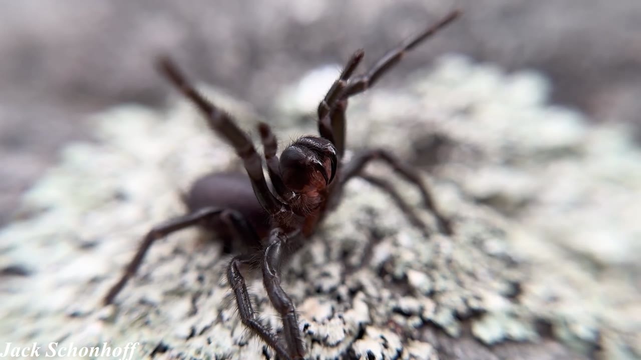 Blood curdling bite from the deadliest spider in the world - Facts you ...
