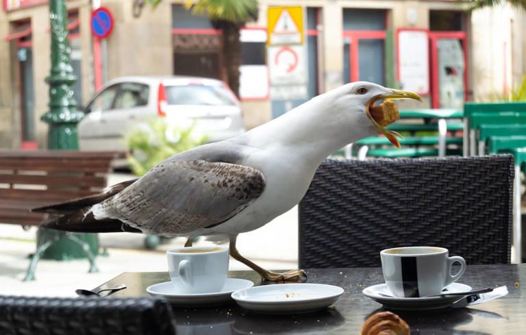 Pub hit with backlash after refusing refunds for food stolen by seagulls