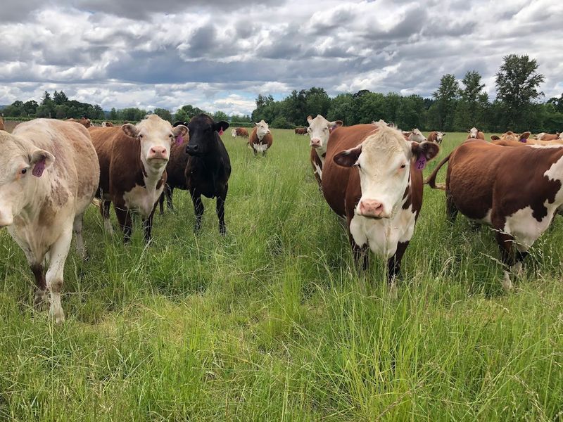 You can buy hormone-free meat at this all-natural Oregon farm