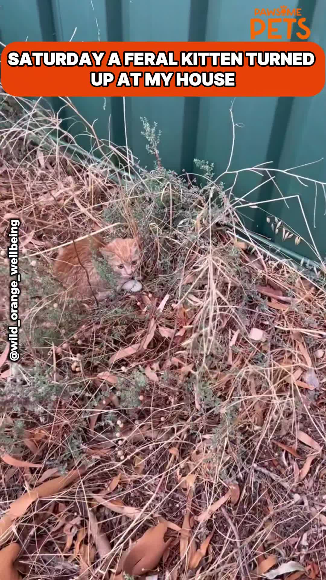 One rescue changed everything for this stray cat