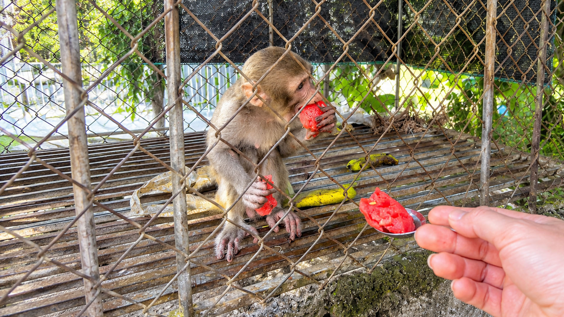Small monkey focuses on every bite of watermelon