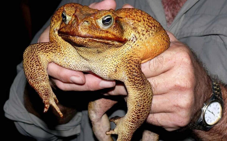 A toxic toad could kill your pet. What to do during Miami's rainy season