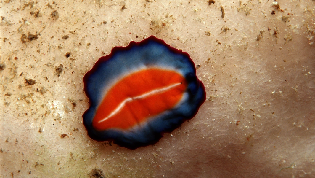 Explosive immune defense in planarian flatworms