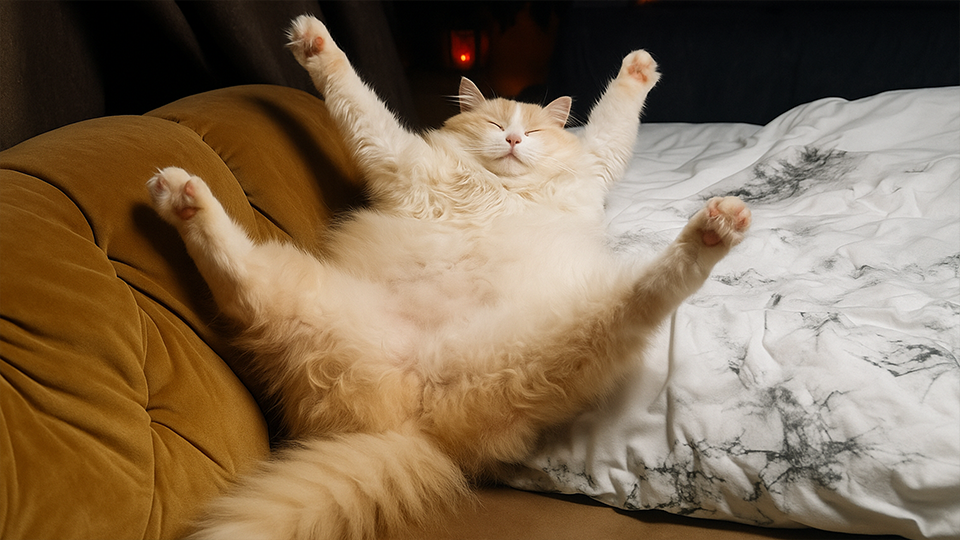 Fluffy cat sleeping with paws raised on couch