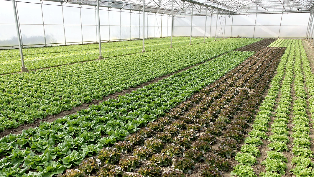 Preventing lettuce from bolting in warm weather