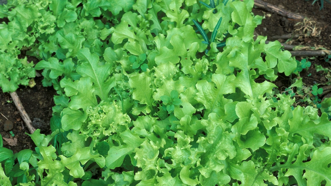 Preventing lettuce from bolting in warm weather