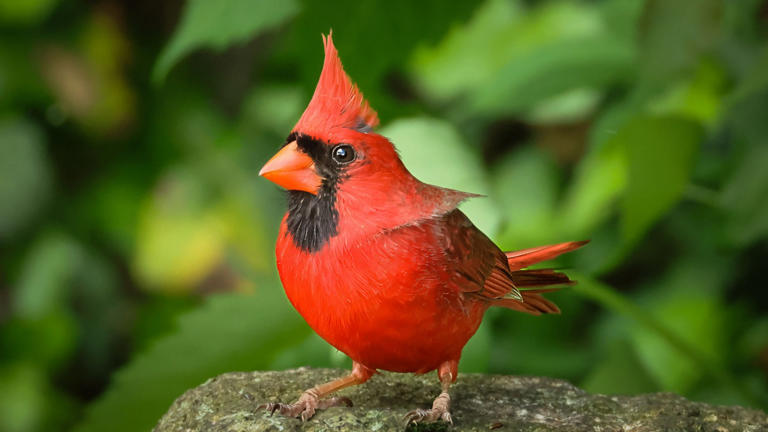 The simple reason cardinals never visit your backyard