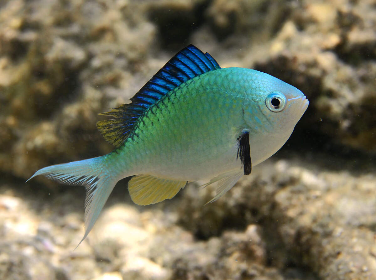 Artificial light is keeping reef fish awake in the Gulf of Aqaba; they ...