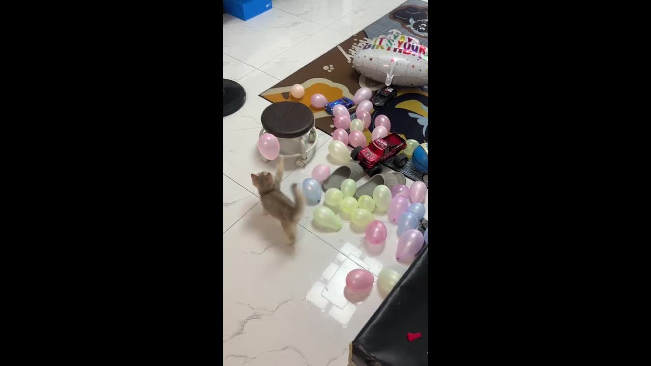 Cat playfully chases balloon around house in Hubei, China