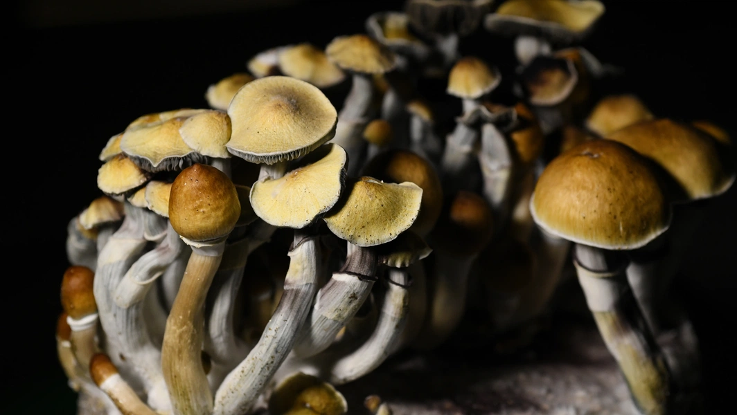 Psilocybin triggers temporary recovery in advanced Alzheimer’s