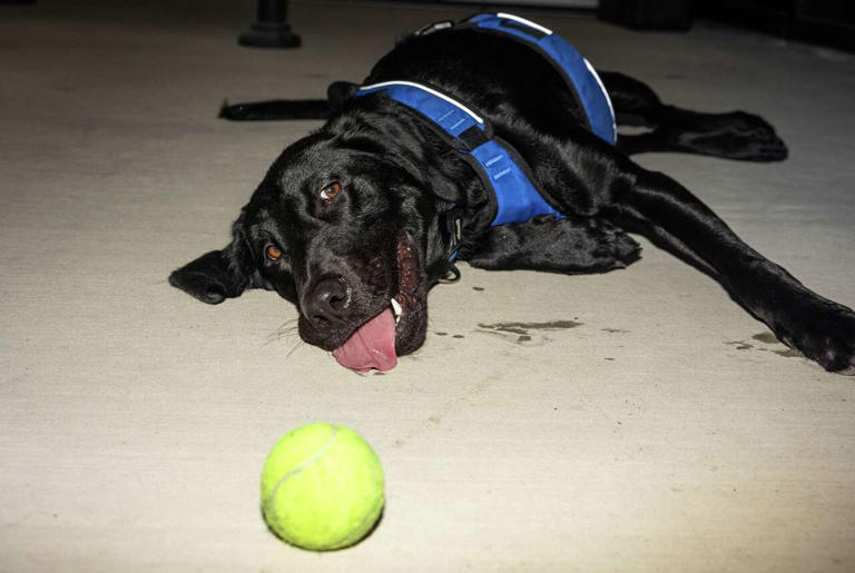 Meet River and Splash, the North Texas dogs sniffing out underground ...