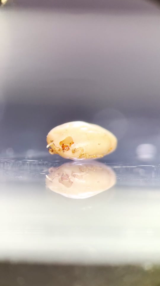 Magnifying ticks 1000x: A shocking science exploration
