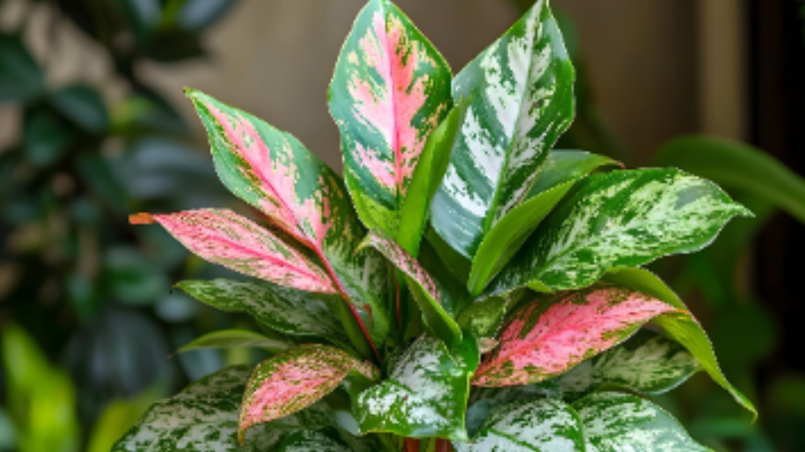7 colourful foliage plants that look hand-painted but are completely ...