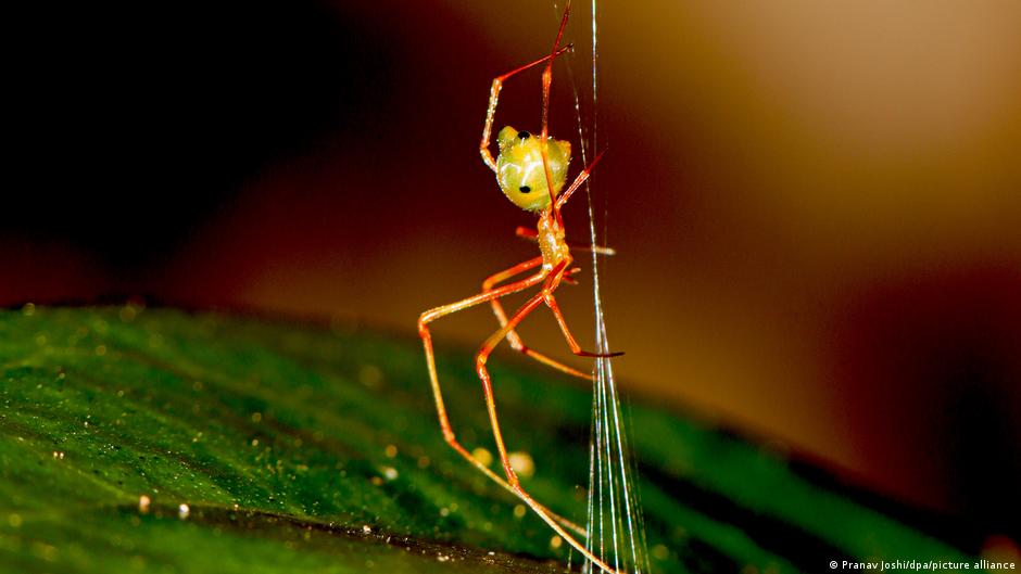 La trampa de la araña ballesta: el sofisticado sistema mecánico que ...