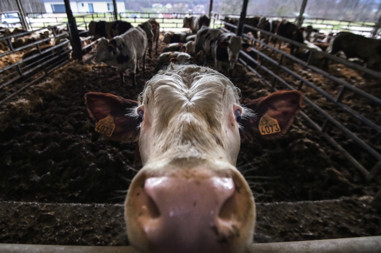 French farmers suffer arid crops, heat-stricken animals