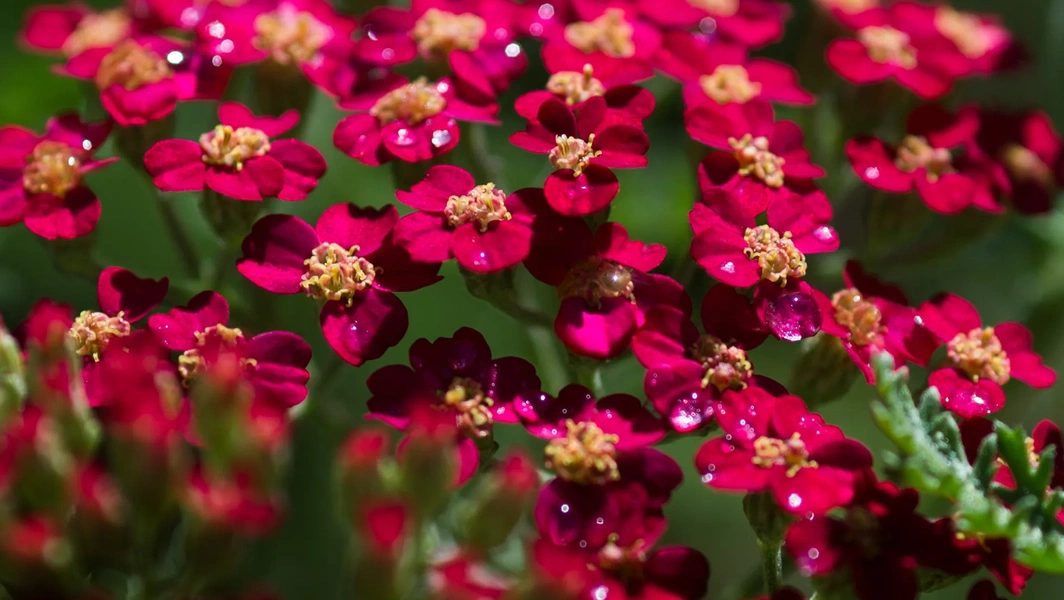 15 heat- and drought-tolerant flowers and plants
