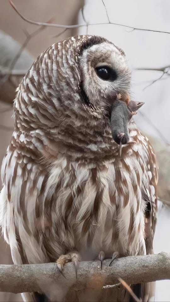 Barred owl hunt caught in stunning wild nature moment
