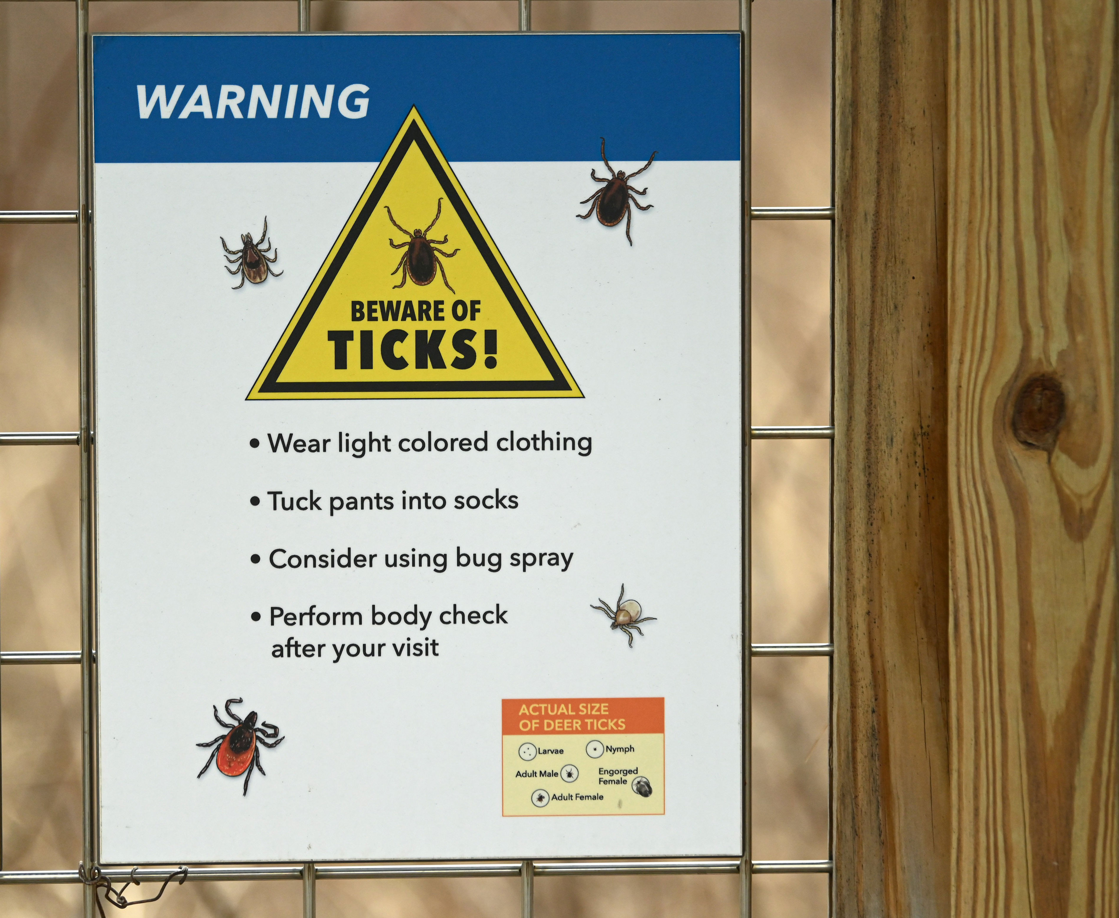As ER visits for tick bites climb, here are the 4 most common ticks in ...