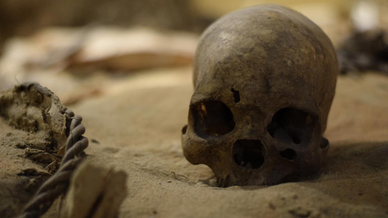 The Harbin skull sat misidentified for decades before DNA outed it as ...