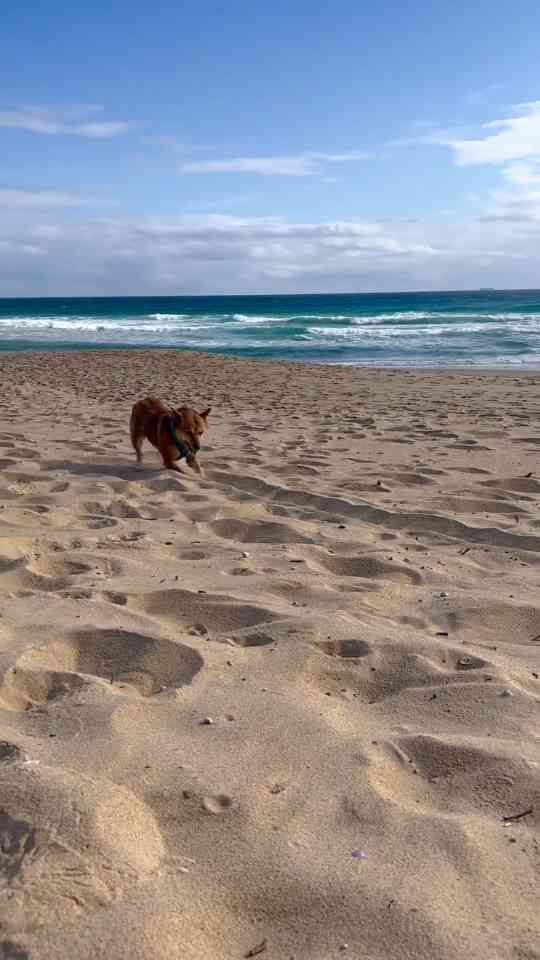 The most satisfying routine animal synchronization loop designed to ...
