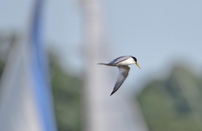 Can you help save our coastal birds? Calling sailors, boaters and ...