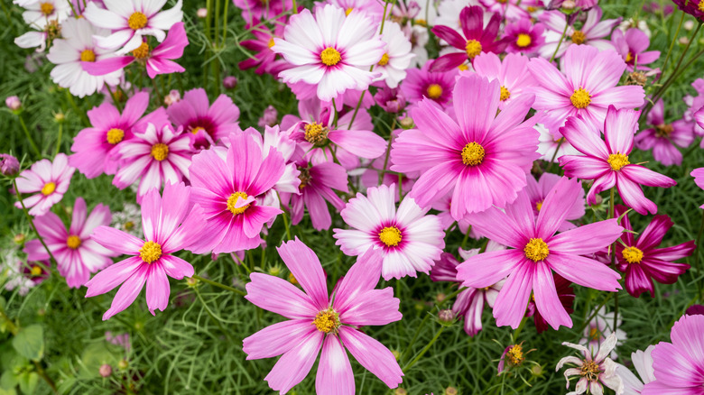 17 self-seeding flowers that effortlessly fill your yard with color