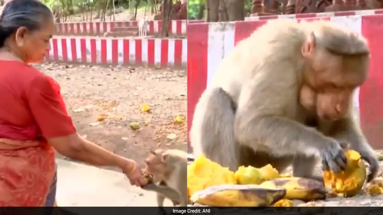 76-year-old Indian woman uses pension to feed monkeys for over a decade ...