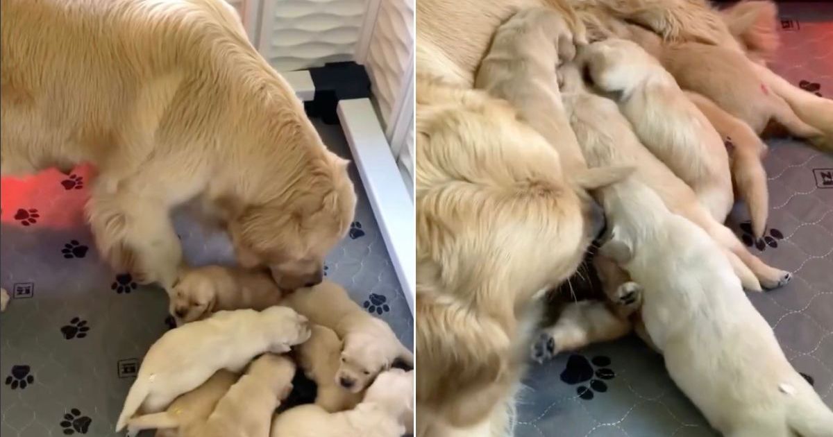 Mama golden retriever's babies gently move closer, knowing she's there ...