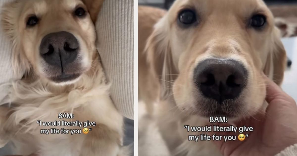 Owner's Feelings About Golden Retriever Changes Within Just 2 Hours