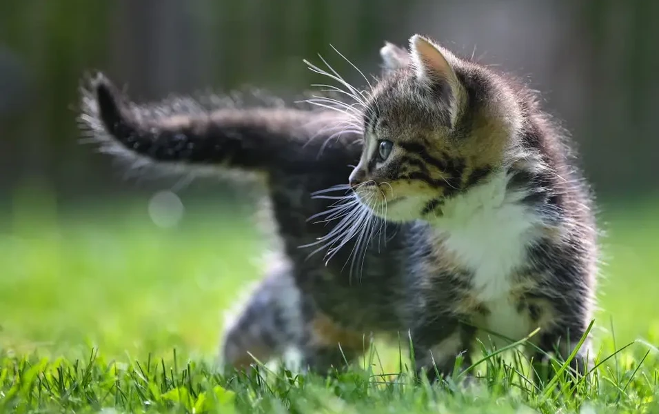 Viral kitten video sparks talk on cat enrichment