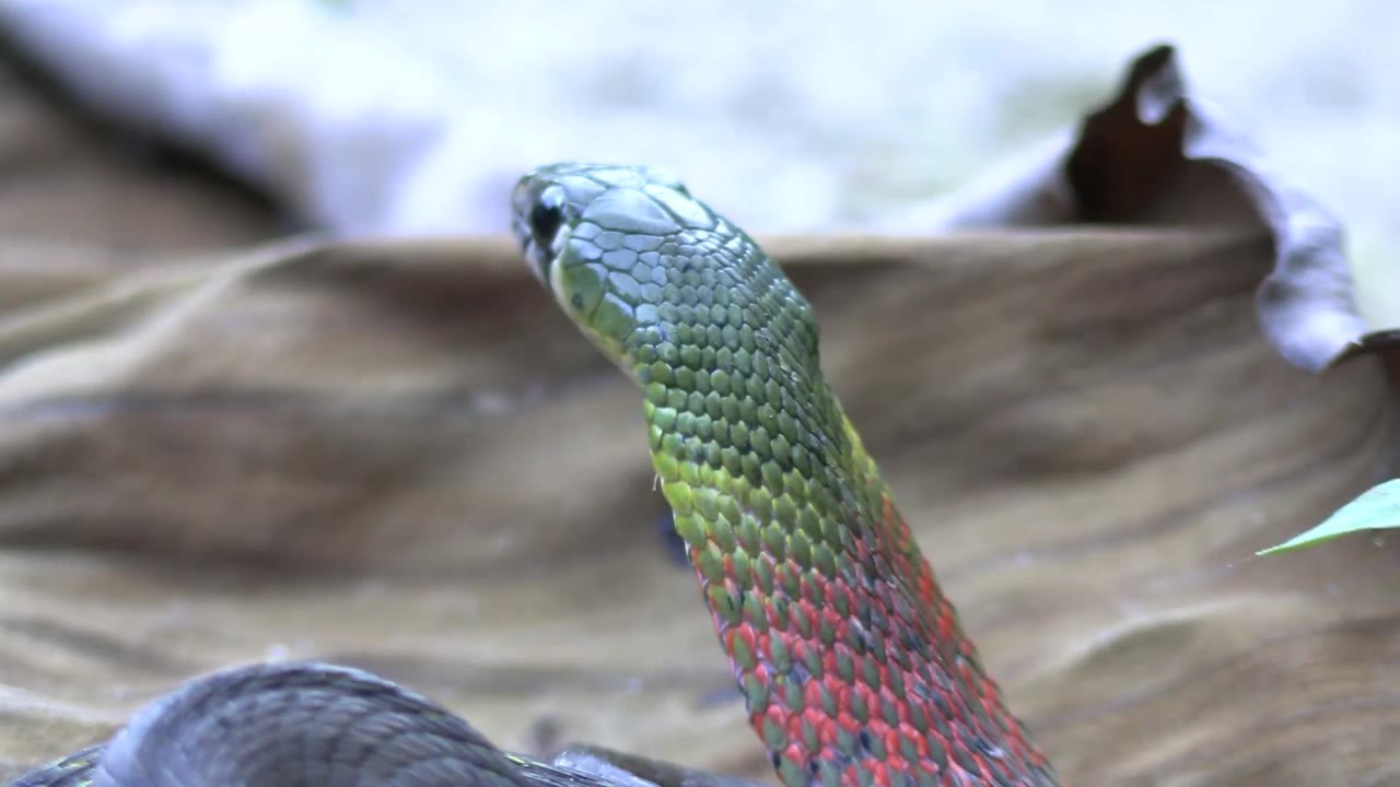 The perfect killer - Behind the snake that seemed too small to be dangerous