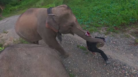 Laos: Tourist thrown and lifted by elephant trunk at Luang Prabang