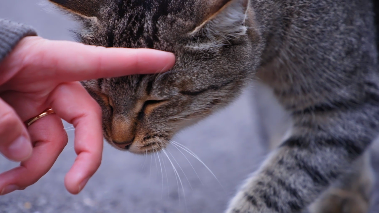 Watch the emotional connection between a cat and a girl’s hand