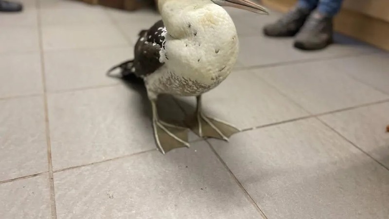 Weak Cape gannet found on KZN beach makes full recovery and returns to sea