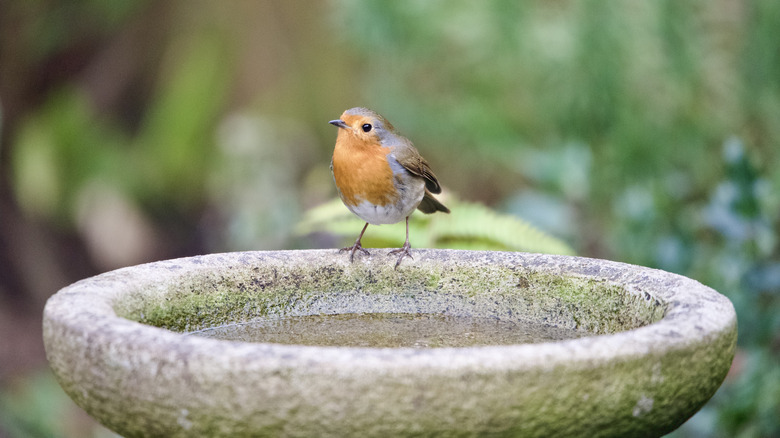 How smart birdbaths are changing the way people enjoy backyard wildlife