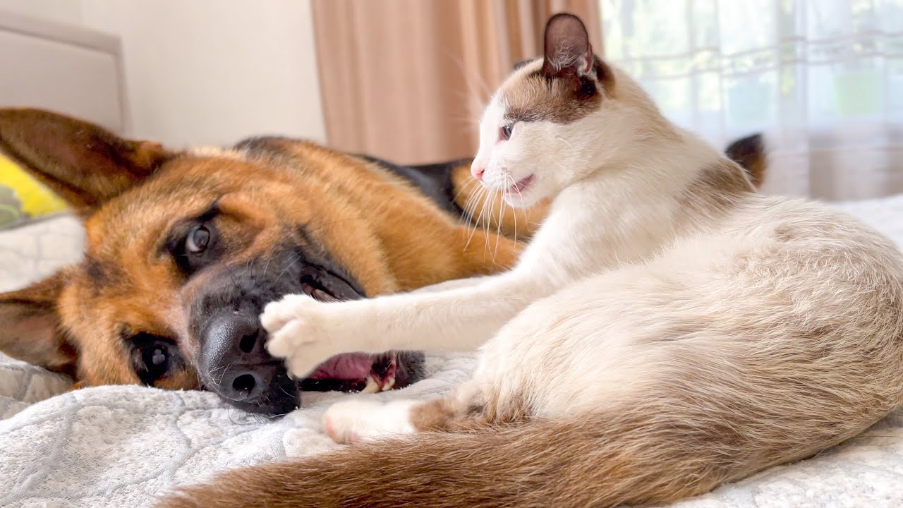 What a German shepherd does when a cat ignores him