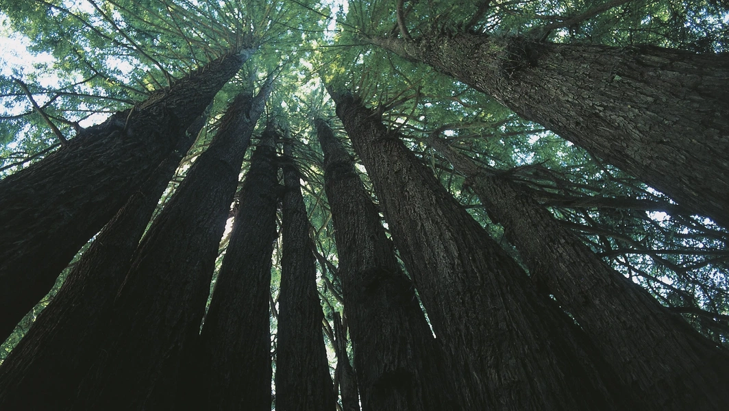 Exploring the tallest and largest trees in the US