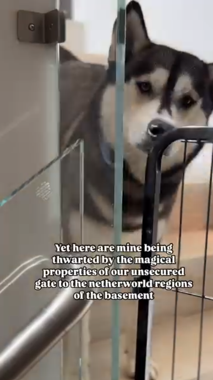 The gate can’t stop this husky