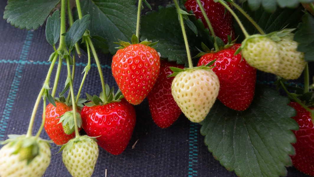 How to fix non-fruiting strawberry plants