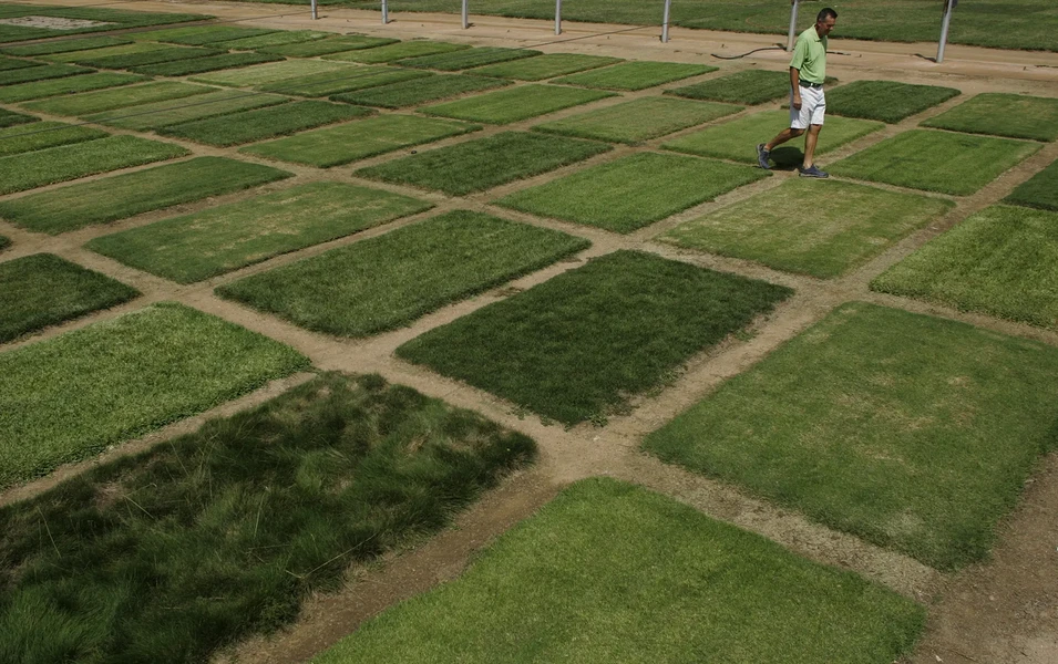 Lawn lovers' guide to picking perfect grass