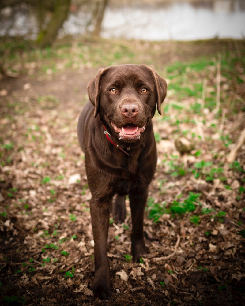 These 13 dogs don't just become pets – they become part of your heart
