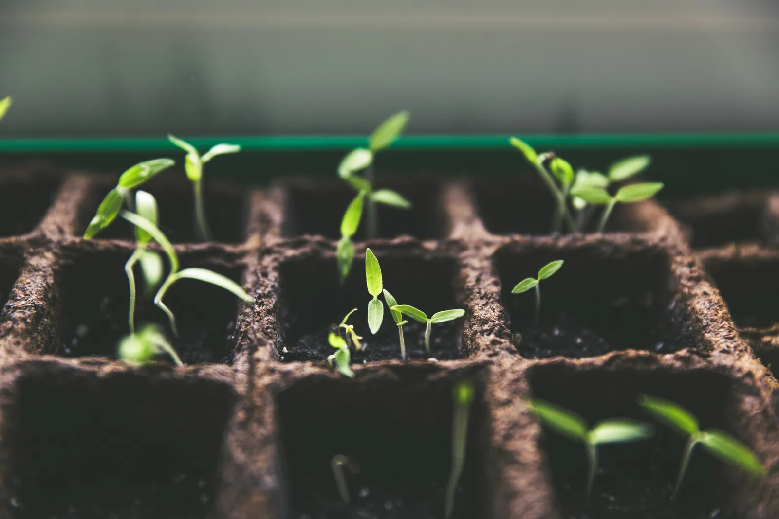 Home gardeners can breed new plant varieties by harnessing natural ...